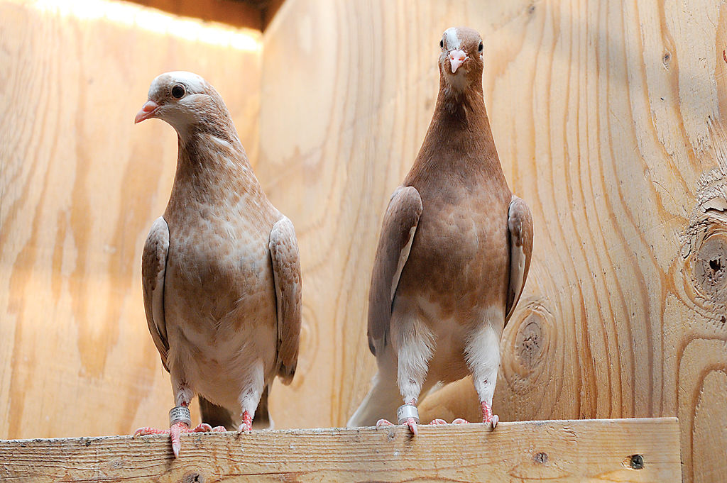 Dove releases inspire awe in the joyful, peace in the grieving | News ...